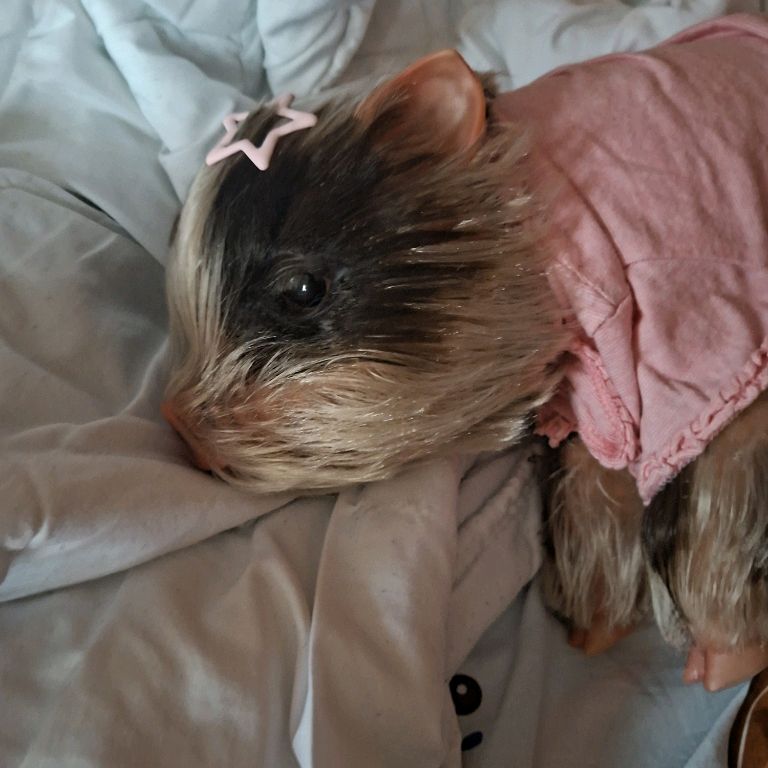 Иконка канала Реборны и только