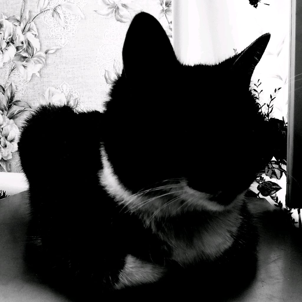 Иконка канала Таинственный Тиша