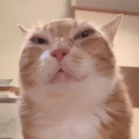 Иконка канала Хвостики и усики