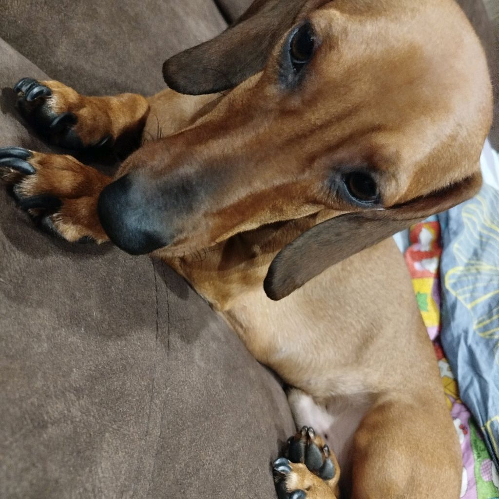 Иконка канала Dasna🌸