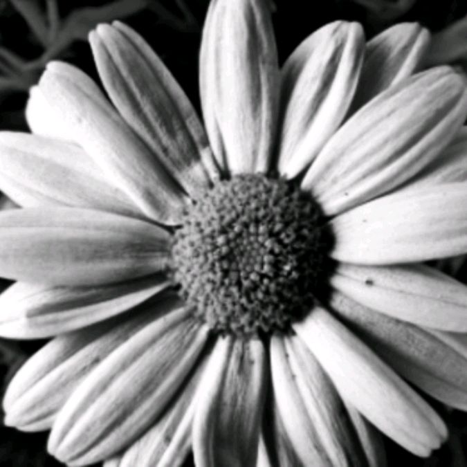 Иконка канала Chamomile