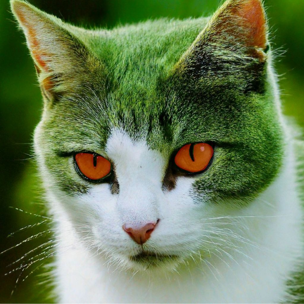 Иконка канала 💚GreenCat(Official) (Нуби+🩶 РД. =понос, Неан К=❤