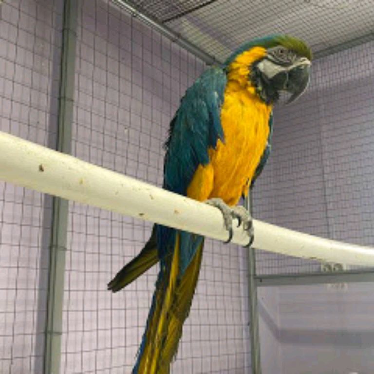 Иконка канала LegoOlega