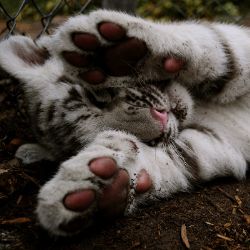 Иконка канала sova_lex