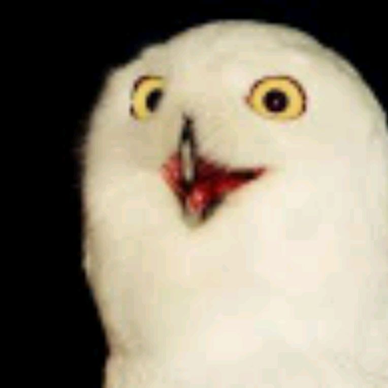 Иконка канала ПОПУГАЙЧИКИ