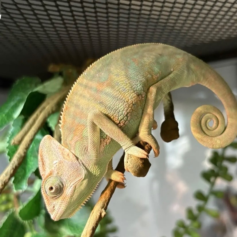 Иконка канала я хамелеон