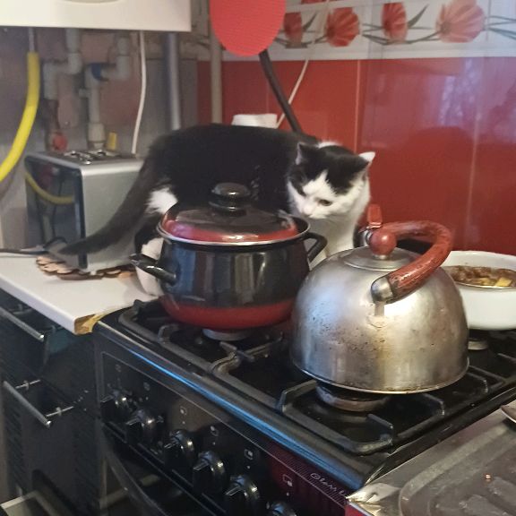 Иконка канала Полезные советы для кошек+видео