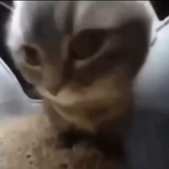 Иконка канала Mrshrek