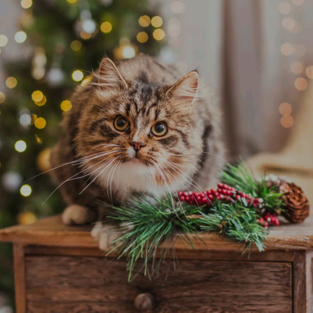 Иконка канала Царь Зверей