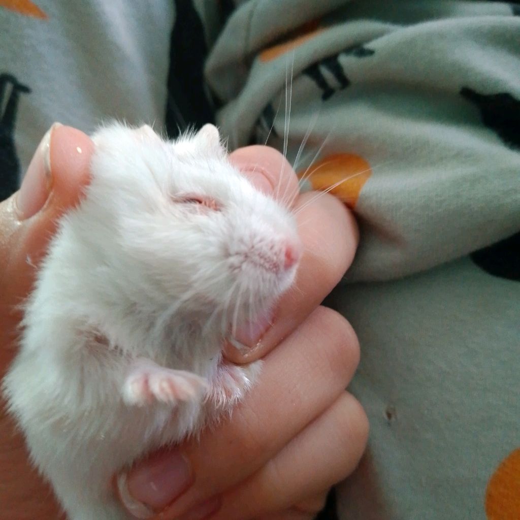 Иконка канала Хомяк