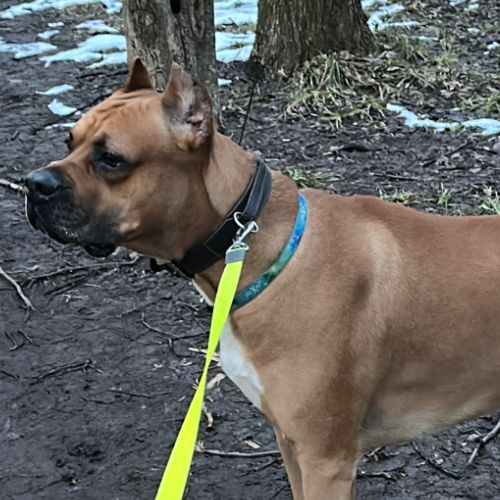 Иконка канала kohena