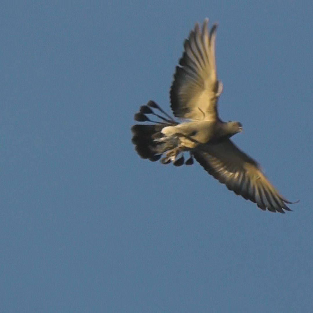 Иконка канала Денис Творческий