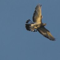 Иконка канала Денис Творческий