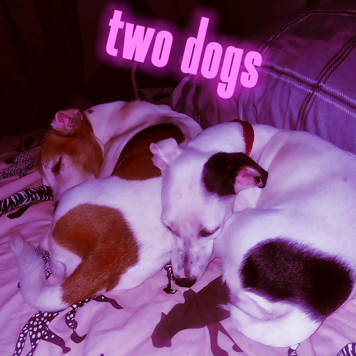 Иконка канала Two Dogs
