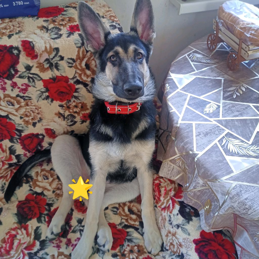 Иконка канала Нора Уматная 🐕ВЕО💗