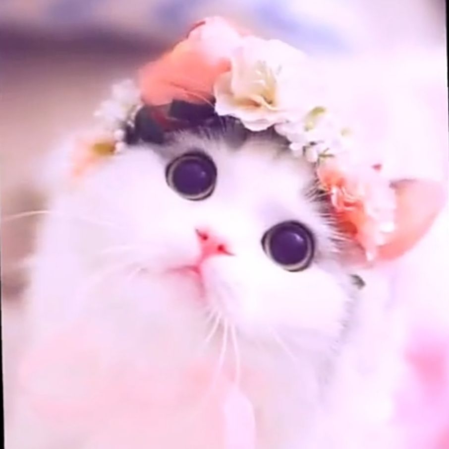 Иконка канала Cat_228