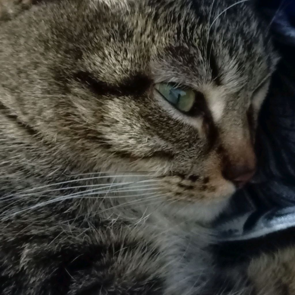 Иконка канала connoisseur