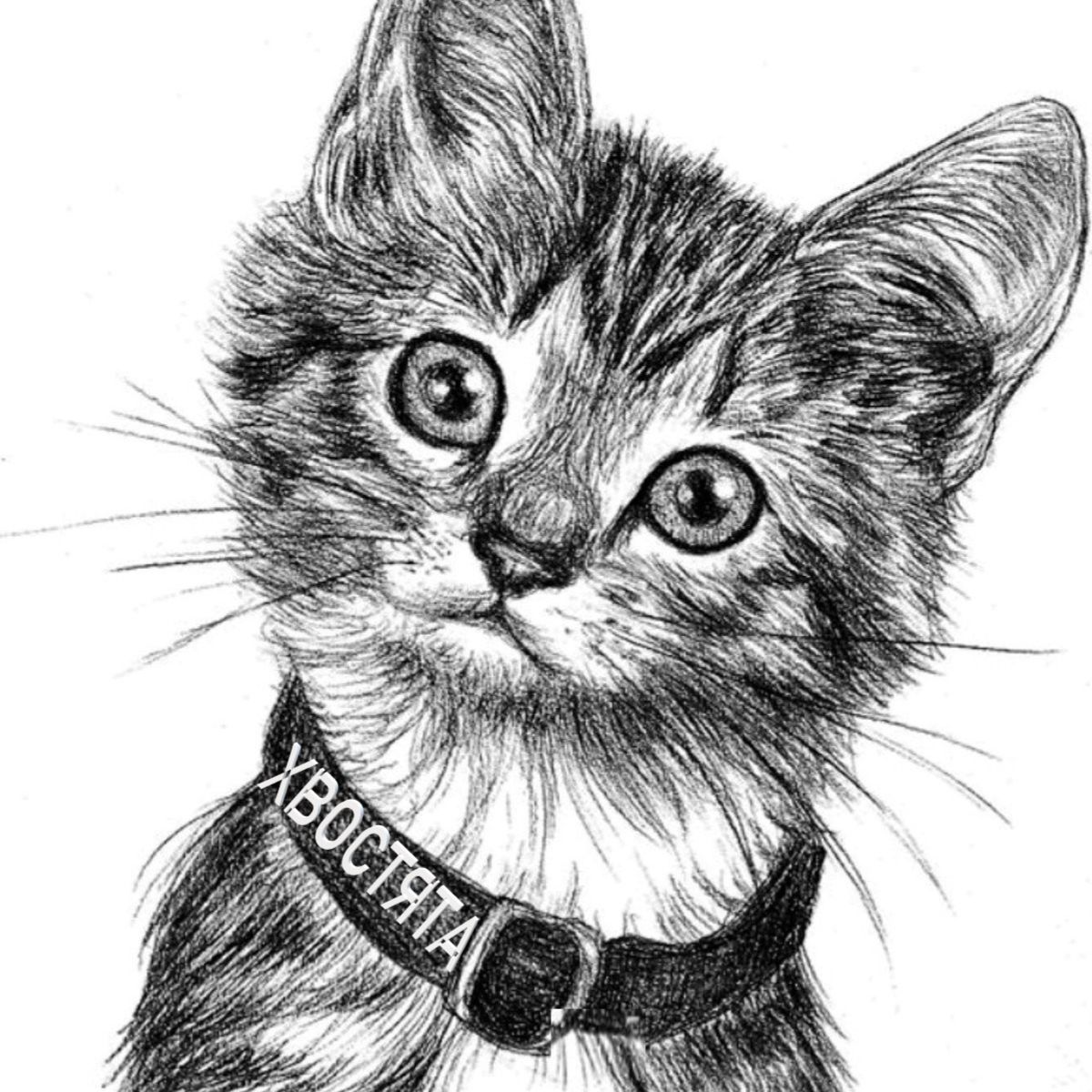 Иконка канала ХВОСТЯТА🐈