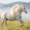 Иконка канала My Favorites Horses 🦄