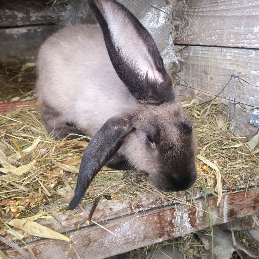 Иконка канала Пушистики