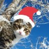 Иконка канала 🎄⟨зимний😼кэтик⟩🎄