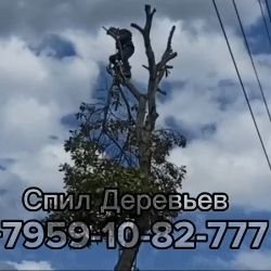 Иконка канала Спил Деревьев