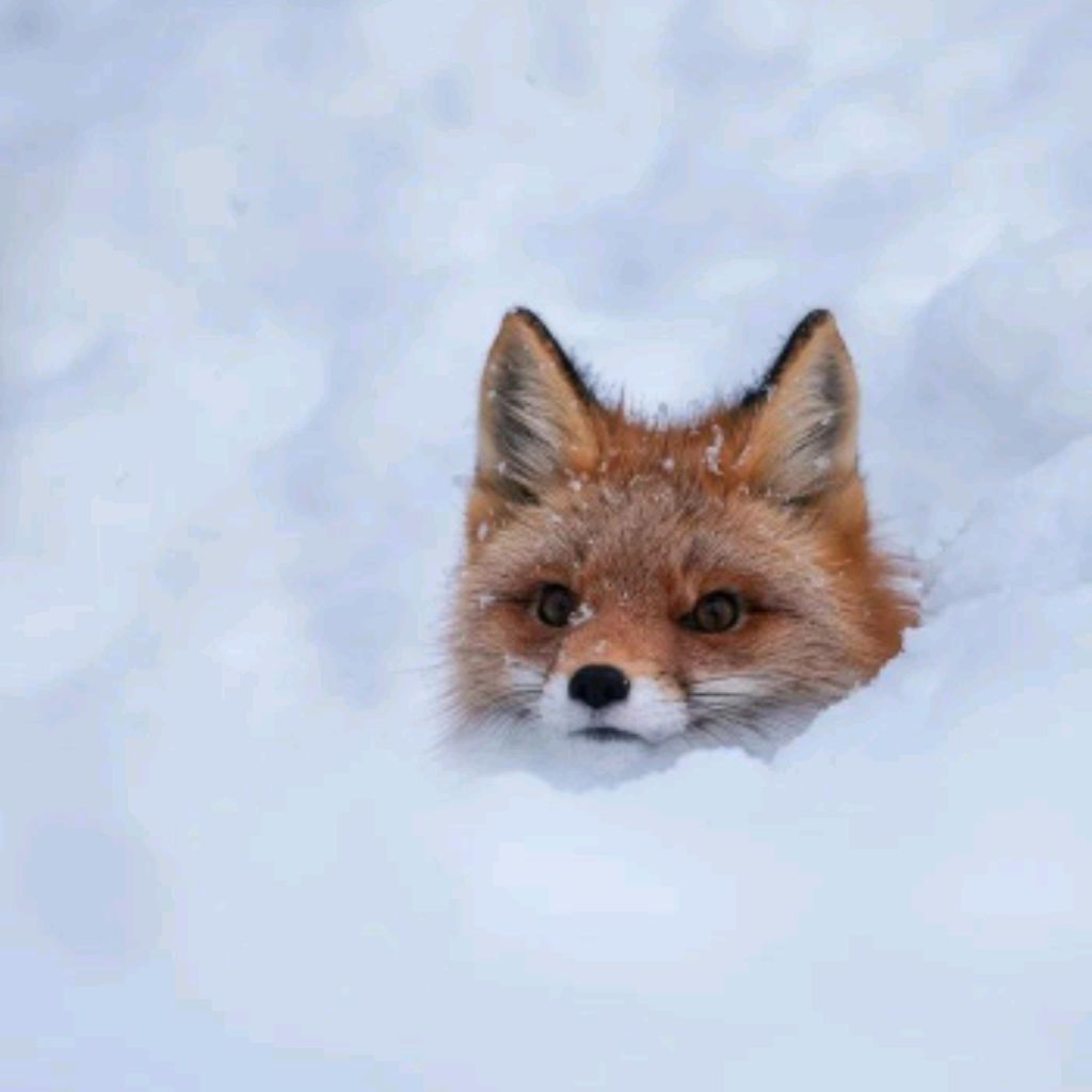 Иконка канала 💖lovik Family💖