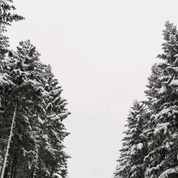 Иконка канала Weis_WALD