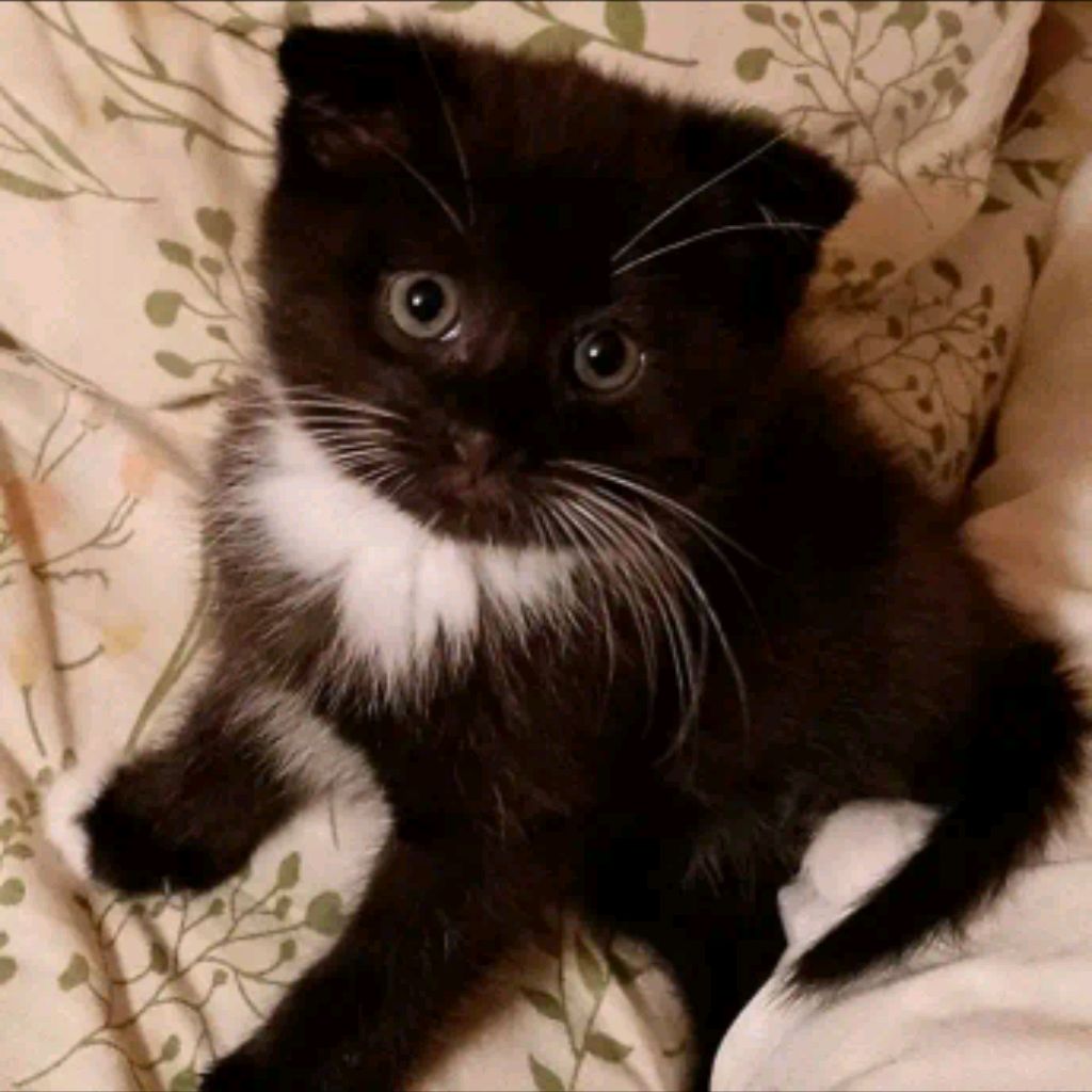 Иконка канала Natkini Lubimki