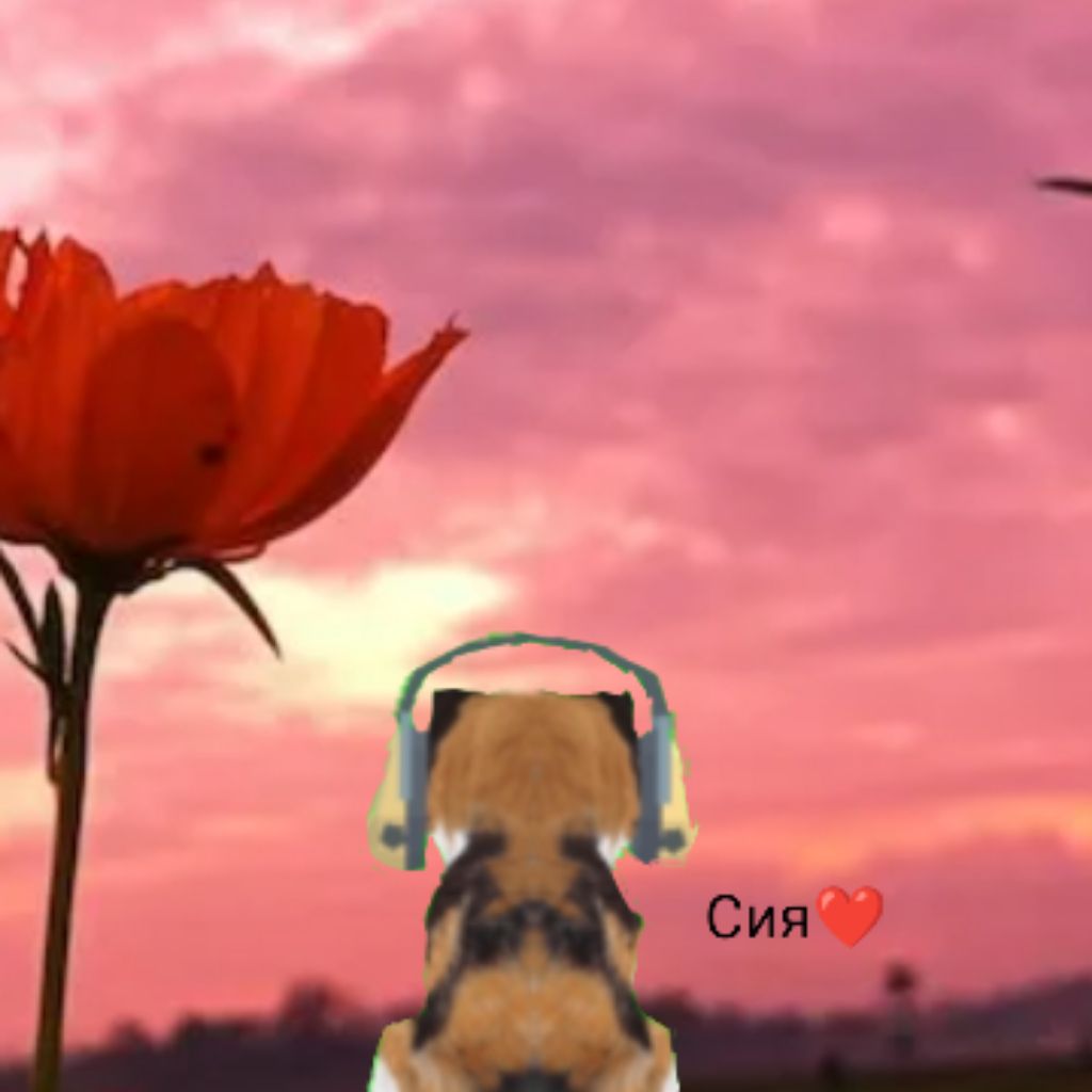 Иконка канала 💐Сия~сима💚(вернусь ³ фев)