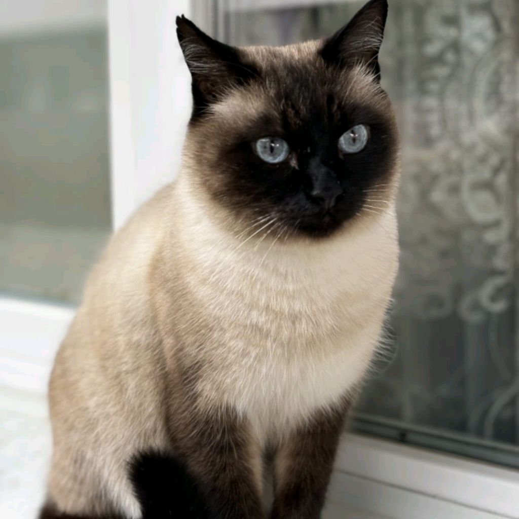 Иконка канала Фантом