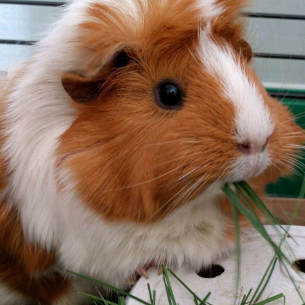 Иконка канала Sibir,blitz, Строго Не Судите.