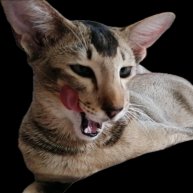 Иконка канала German