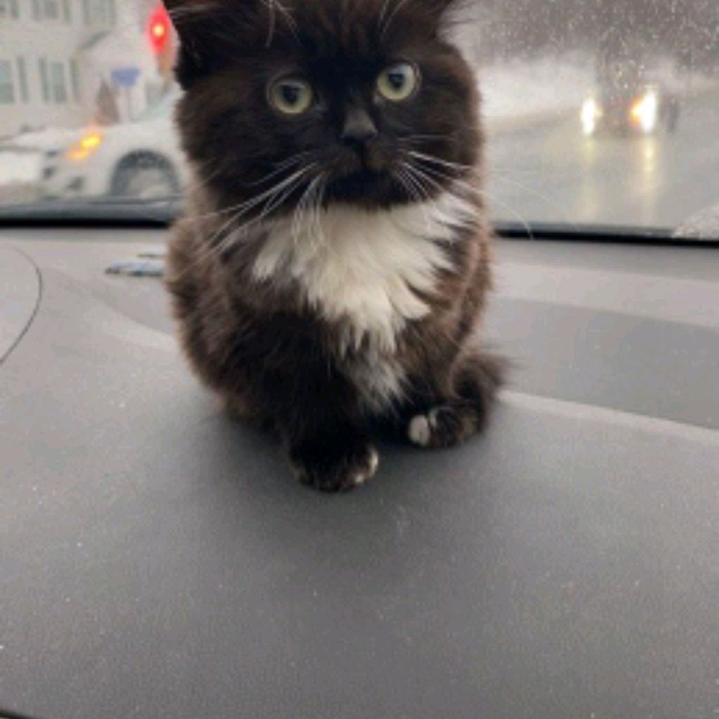 Иконка канала KotiKat