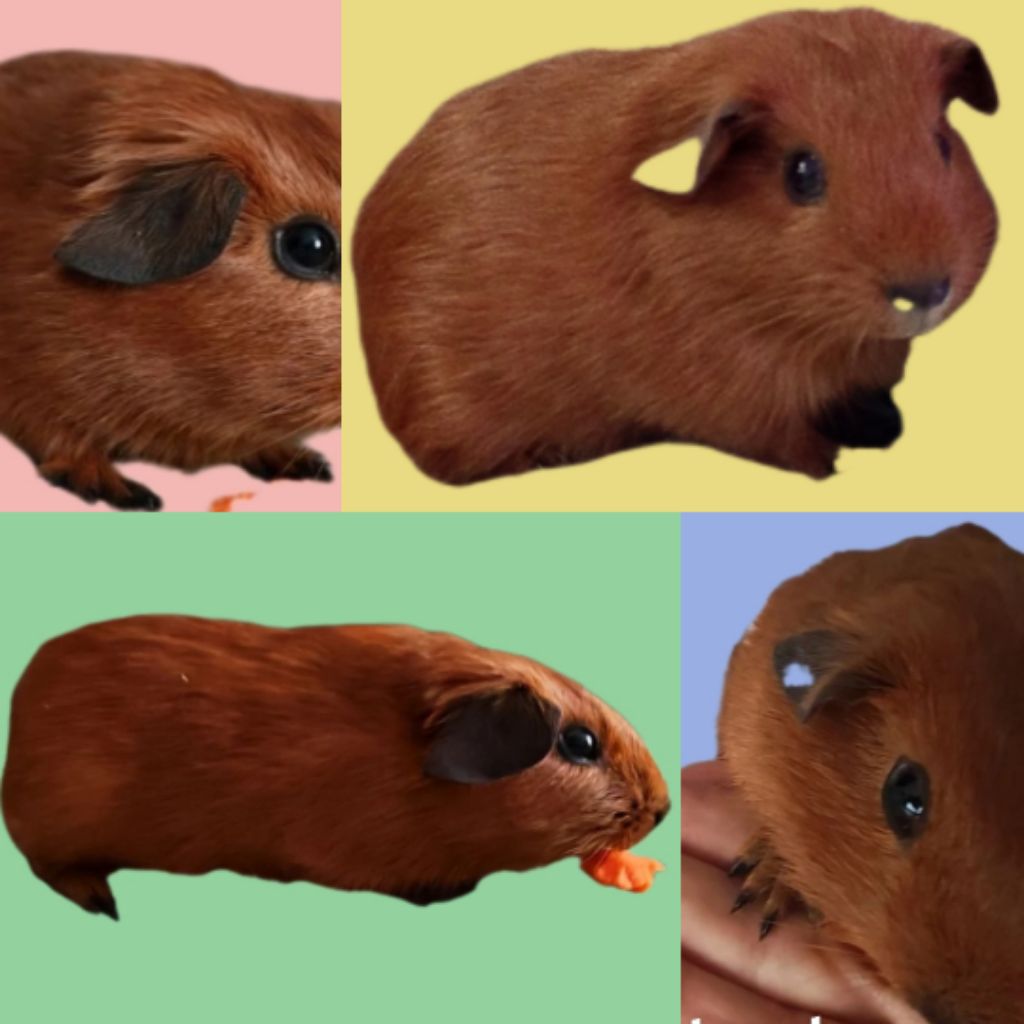 Иконка канала Морская Свинка Орешек