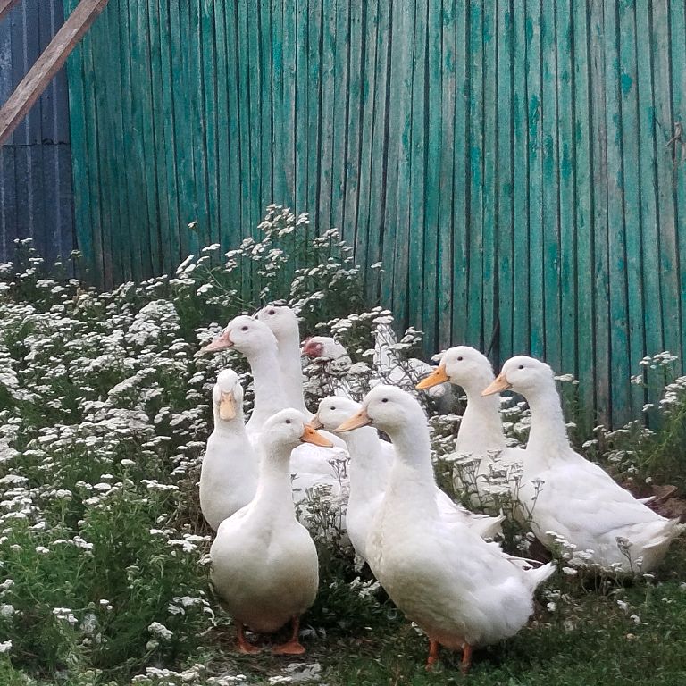 Иконка канала 💕ELina History💕