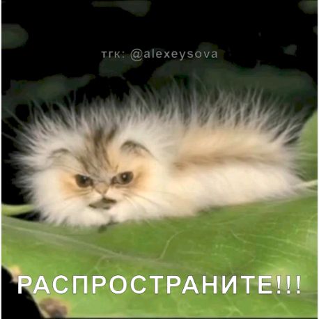 Иконка канала Миша19к2026 котогусеница