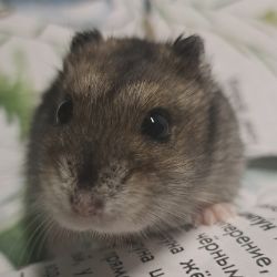 Иконка канала MiShulia