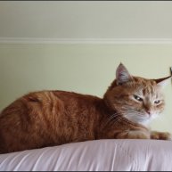 Иконка канала История одного висельника