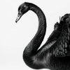 Иконка канала Black Swan