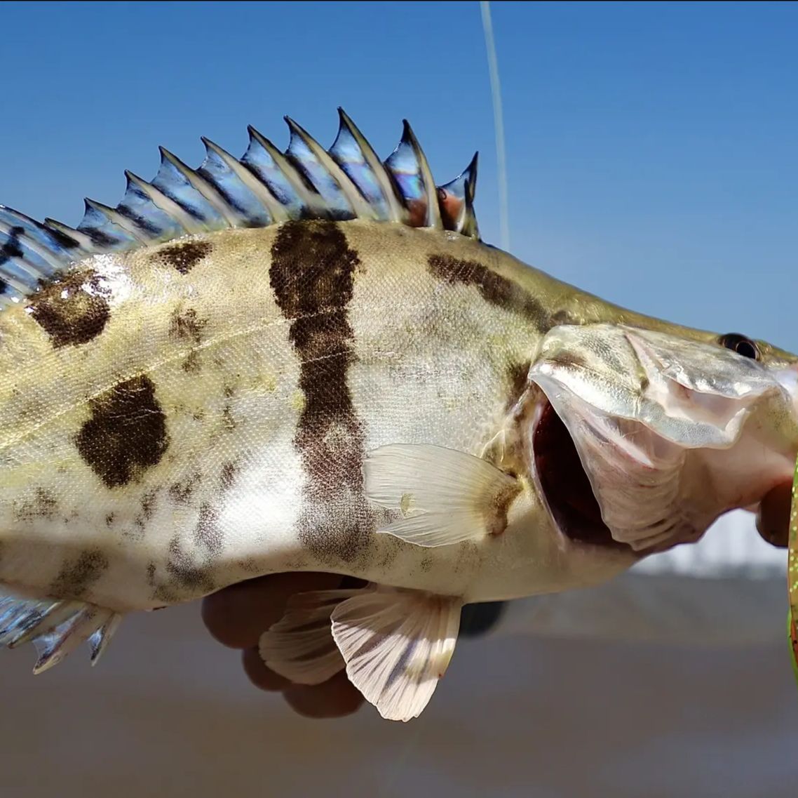 Иконка канала amurprime