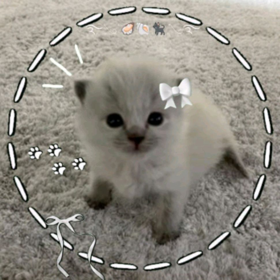 Иконка канала 𝚂𝚕𝚊𝚢𝚢