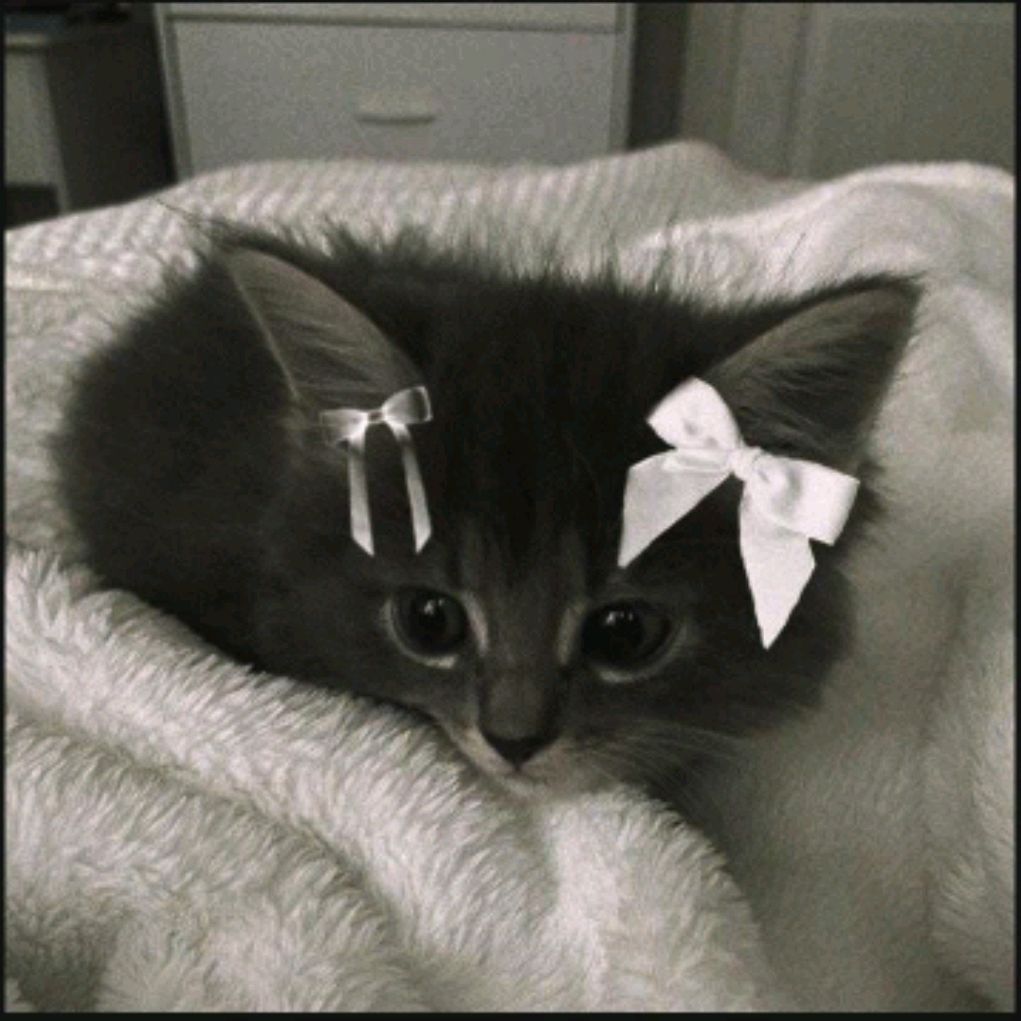 Иконка канала ❤️Софиюшка❤️