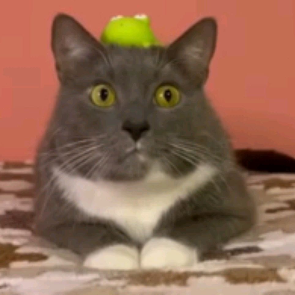 Иконка канала 🐸🐱кваков🐱🐸