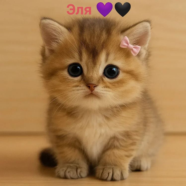 Иконка канала 💜🖤Elvira mini 12﹤💜🖤