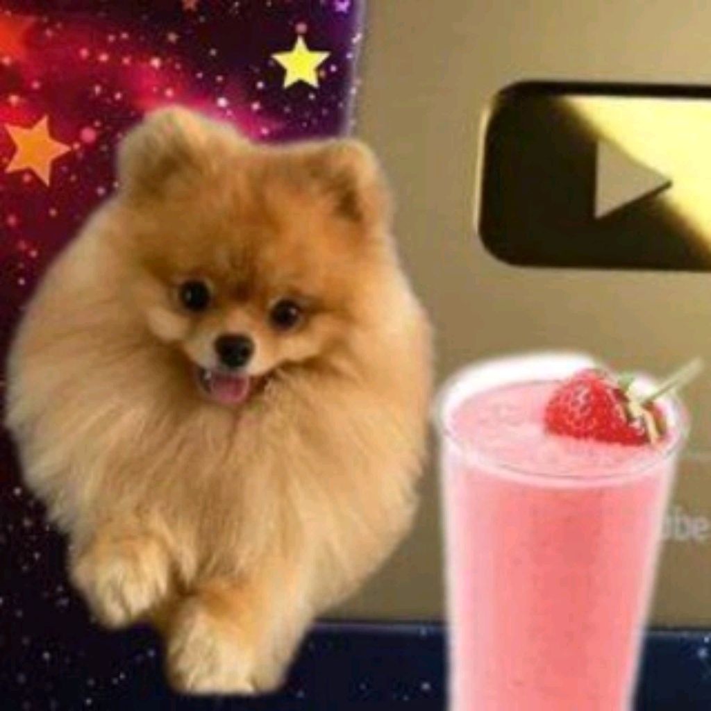 Иконка канала Шпиц Одуванчик