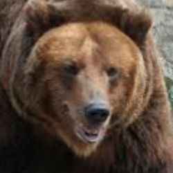 Иконка канала OXOTHuK-MONGOL