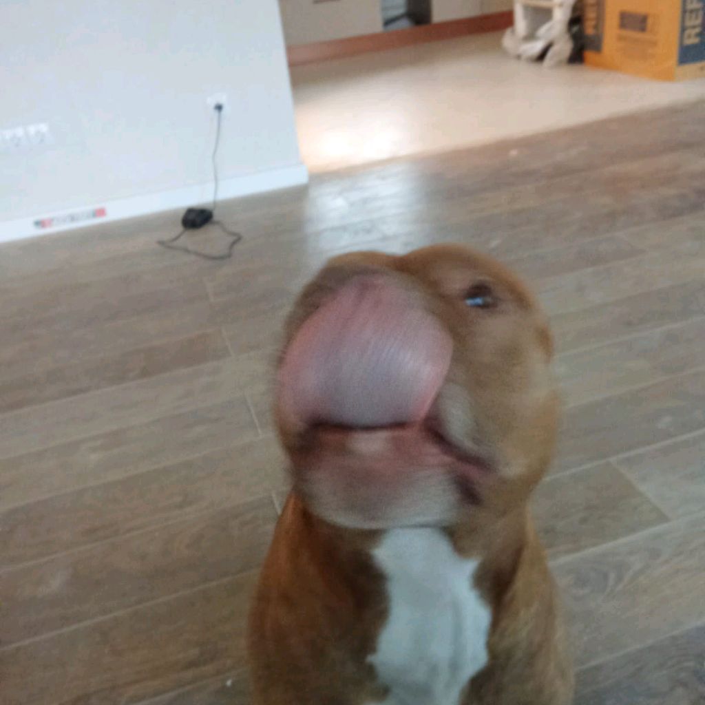 Иконка канала Жизнь С Питбулем