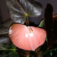 Иконка канала Душевная FLORA