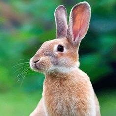 Иконка канала Про кроликов. А также всякие ПРИКОЛЫ)